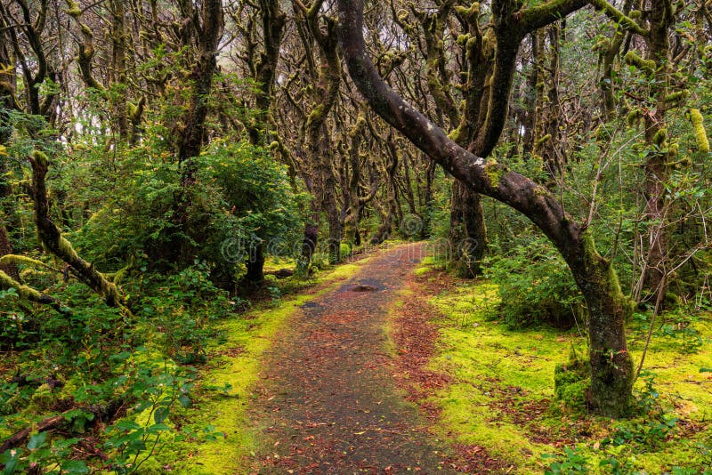 Path Lined by a Moss-covered Forest Floor and Gnarled, Twisted Trees ...