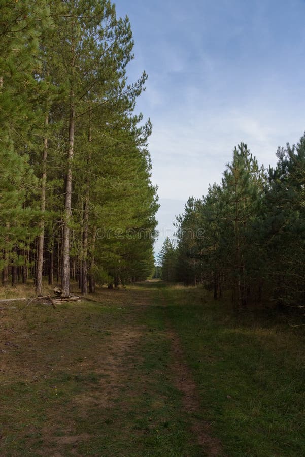 Path Lined with Pine Trees at Kings Forest Stock Image - Image of relax ...