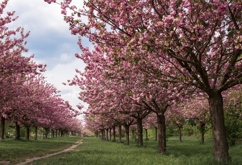 Path Lined with Sakura Trees in Bloom - Cherry Blossoms Walking Path ...