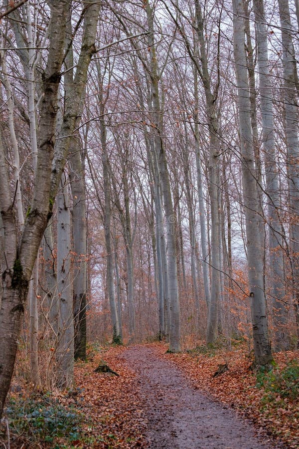 A Path with a Bench Near the Trees and Leaves on the Ground Stock Photo ...