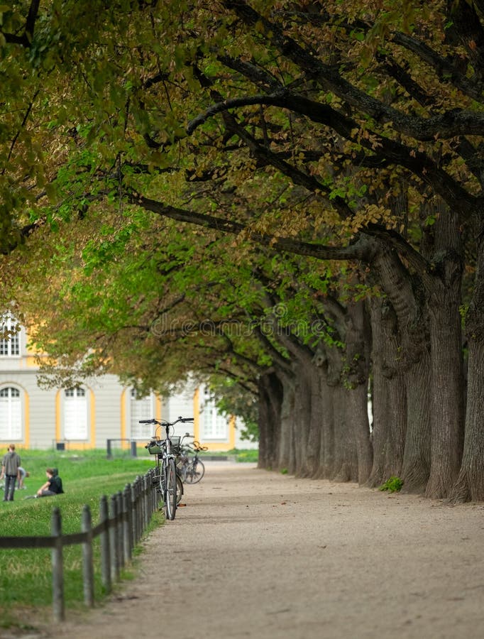 A Path Lined with Trees and a Row of Bicycles Parked Along the Side ...