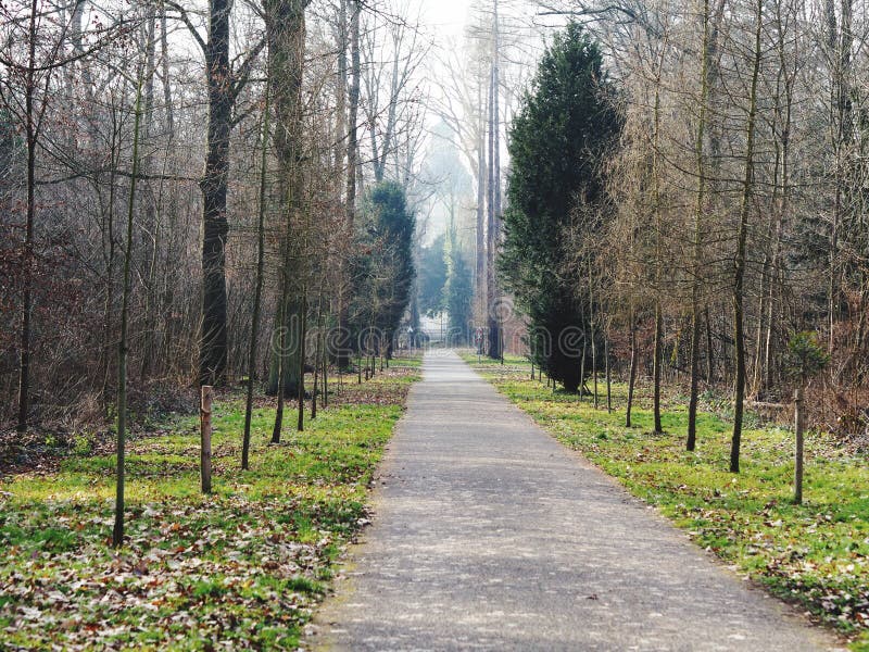 A Path through Lines of Trees and Bushes Stock Image - Image of walk ...