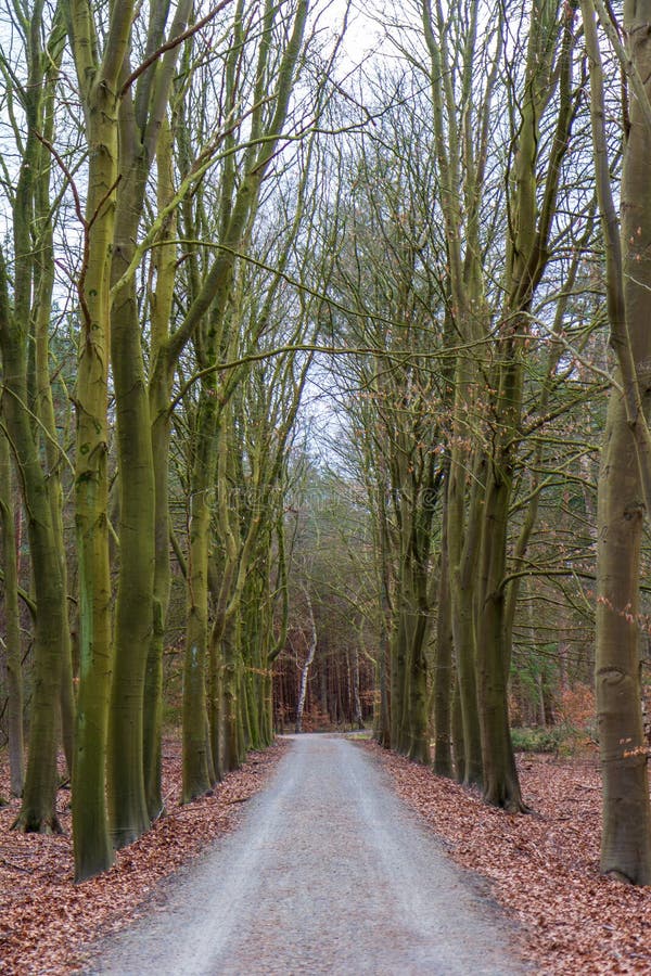 Path between Lines of Trees Stock Image - Image of leaves, street ...