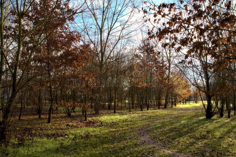 Path Lit by the Sun Rays through the Trees in a Grove in the Italian ...