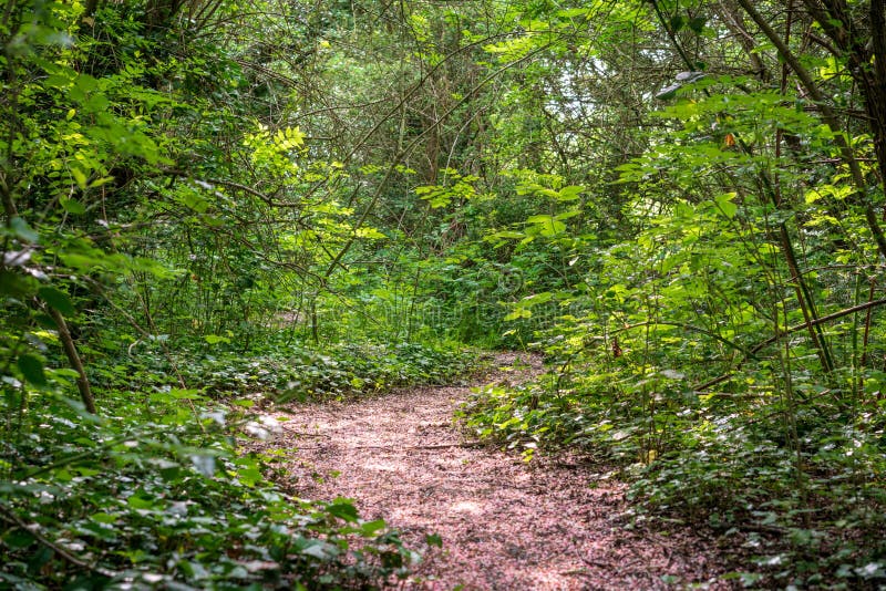 Path through London Park stock photo. Image of trees - 144762664