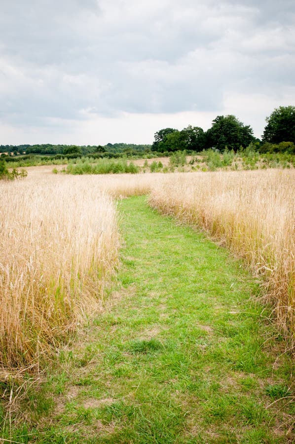 Path through Long Grass in a Sunny Summer Meadow Stock Image - Image of ...