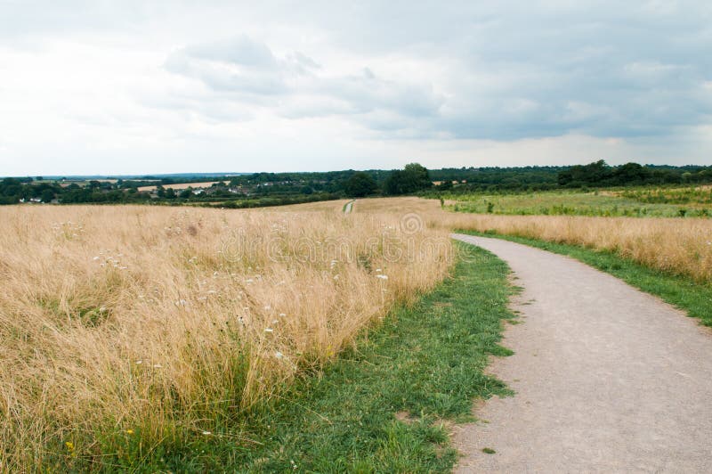 Path through Long Grass in a Sunny Summer Meadow Stock Image - Image of ...