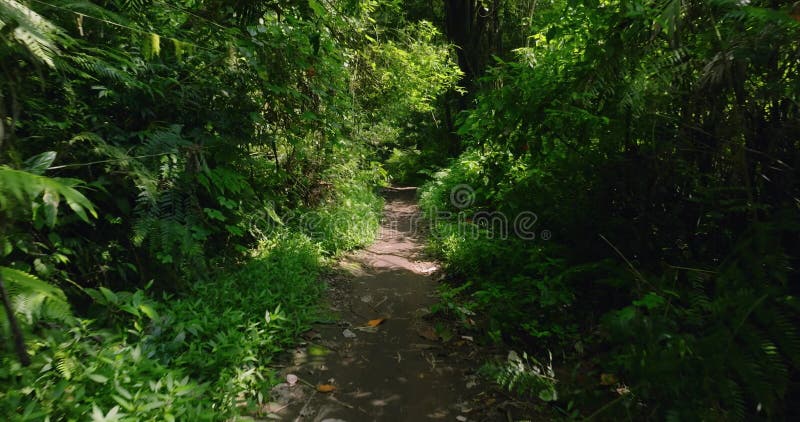 Path in Lush Green Forest with Lots of Trees and Leaves Stock Video ...
