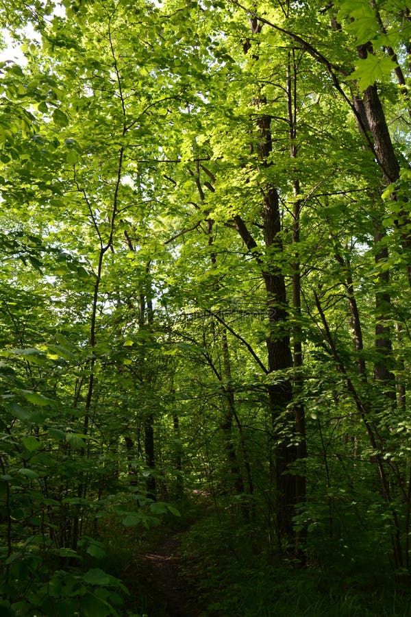 Path through Lush Green Forest in Spring Stock Image - Image of light ...