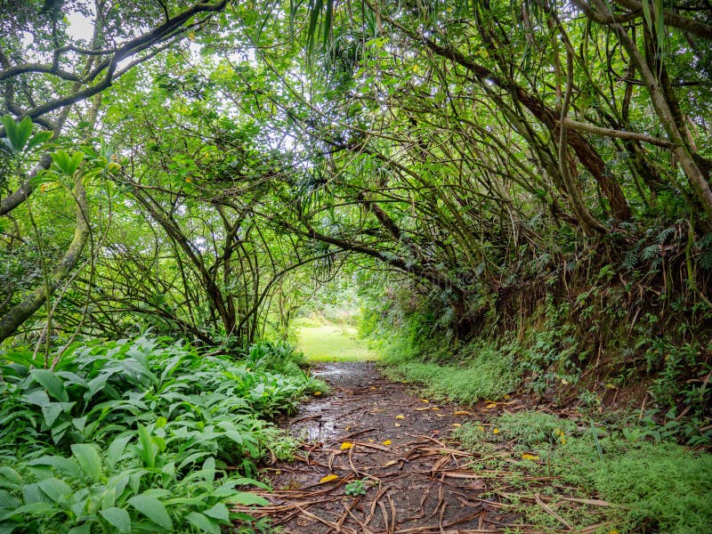 Path through Lush Green Vegetation Stock Image - Image of path, rural ...