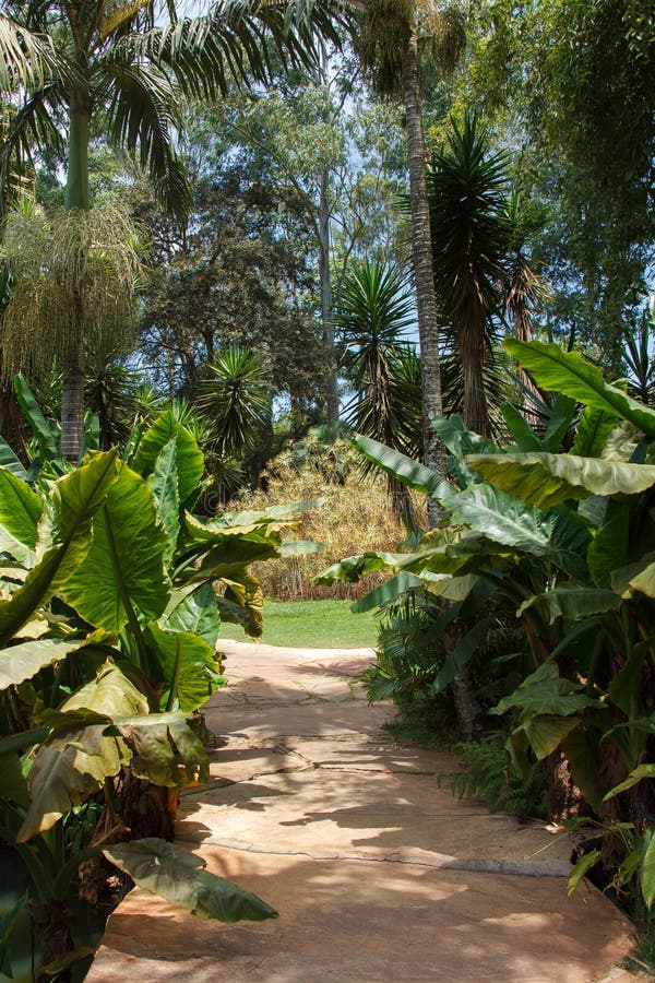 Path in the Lush Trees in Inhotim, Minas Gerais, Brazil Editorial Image ...