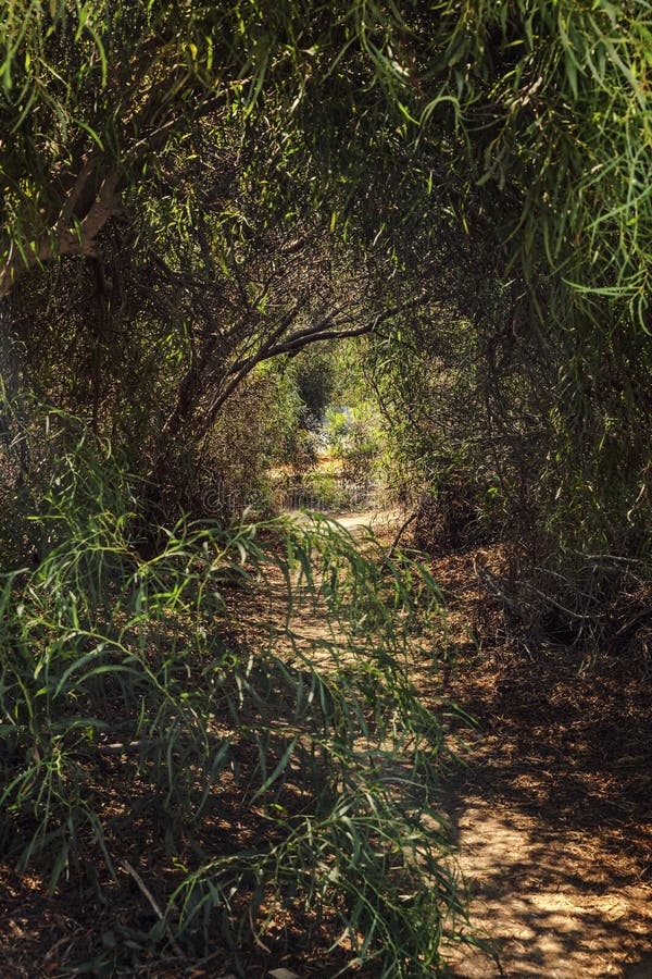 Path in Lush Vegetation, Vertical, Close-up Stock Image - Image of ...