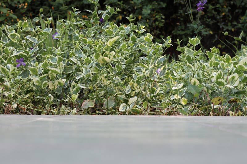 Path Made Ceramic Tiles Garden Stock Photos - Free & Royalty-Free Stock ...