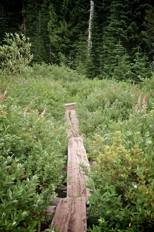 Path Of Wooden Planks Among The Forest Stock Photo - Image of bosque ...