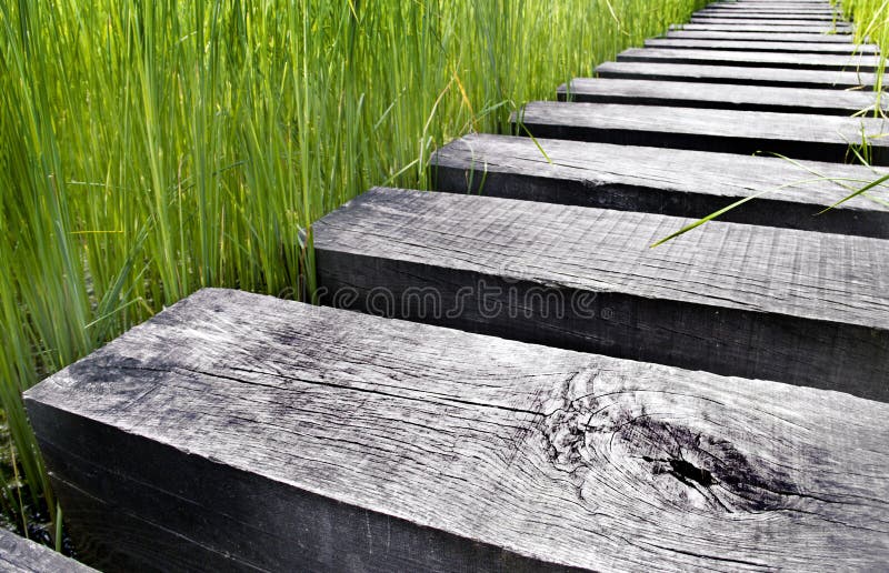 Path Made of Wood Over Water in a Field Stock Image - Image of japan ...