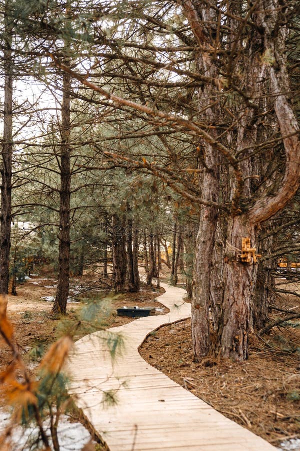 A Path Made of Wooden Planks between Trees in a Pine Forest. Stock ...