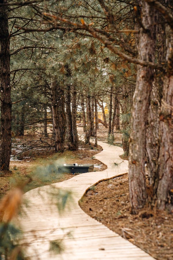 A Path Made of Wooden Planks between Trees in a Pine Forest. Stock ...