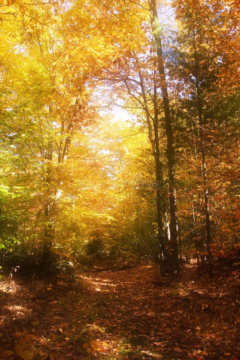 159,371 Golden Path Stock Photos - Free & Royalty-Free Stock Photos ...