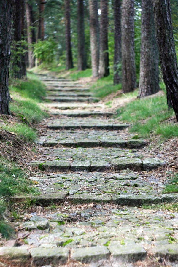 Path through the Magic Forest Stock Photo - Image of outdoors, path ...