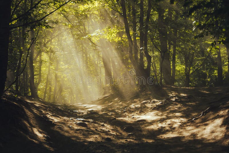 A Path through a Magical Forest. Sun Rays through the Trees Stock Image ...