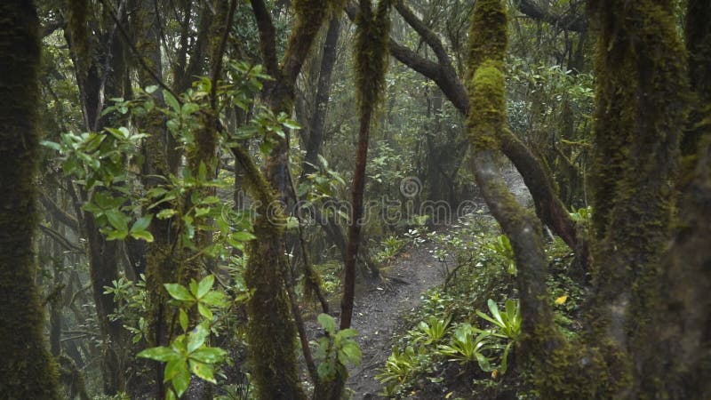 A Path through a Fairytale, Dark, Mystical Forest with an Overgrown ...