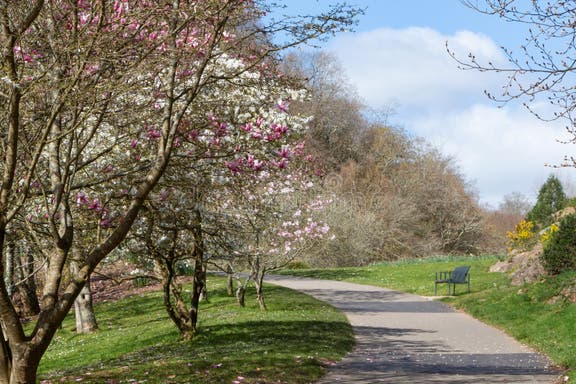 Path and Magnolia Trees in a Park Stock Photo - Image of stem, floral ...