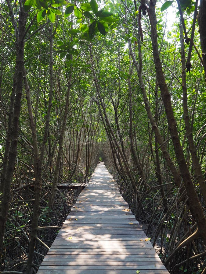 Path in mangrove forest stock photo. Image of path, avicennia - 109755984