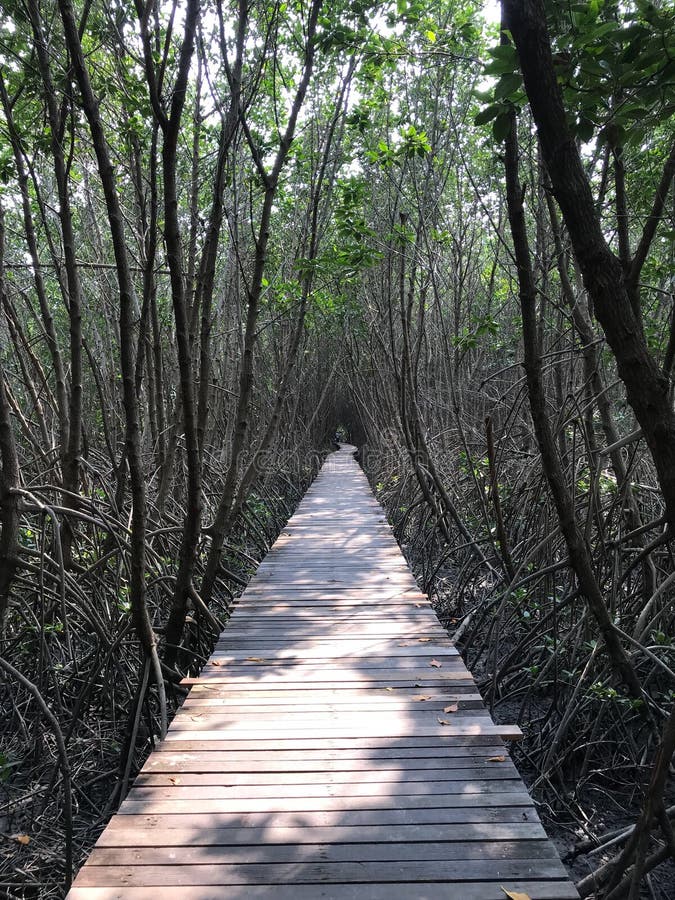 Path in mangrove forest stock image. Image of stalk, nature - 36250237