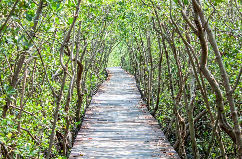 Path in mangrove forest stock image. Image of mangrove - 70587817
