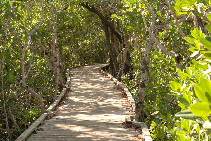 Path through the Mangroves - Horizontal Stock Image - Image of ...