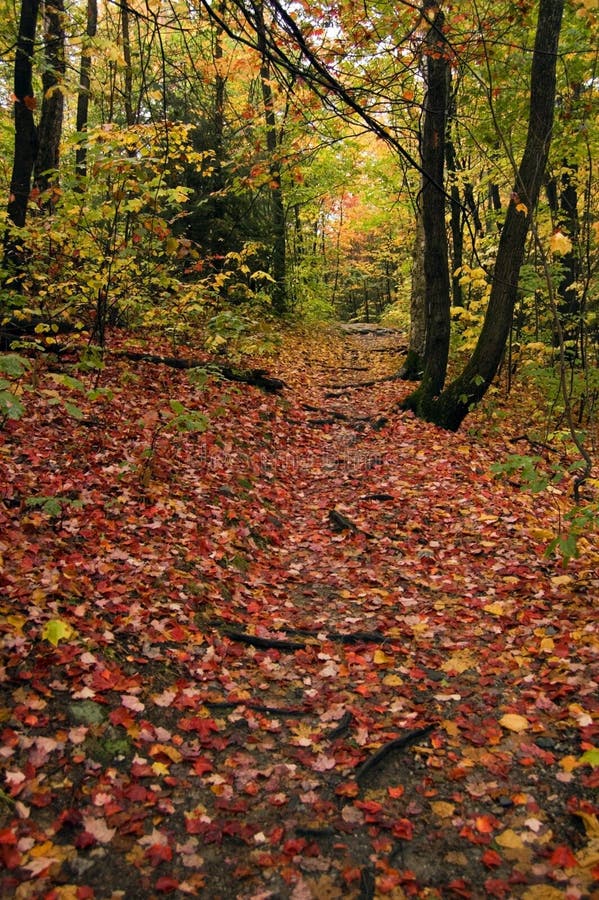Path in maple forest stock image. Image of backcountry - 3579697