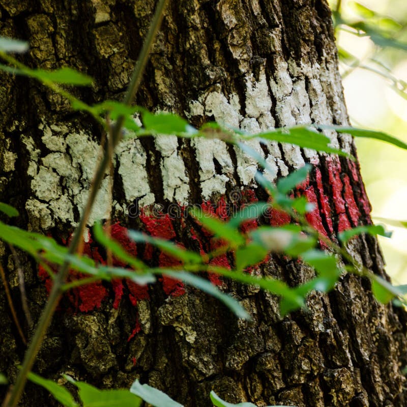 A path marker in the wood stock image. Image of wood - 191196521
