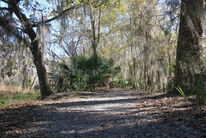 Path through the Marsh Swamp Stock Image - Image of tree, marsh: 206710977
