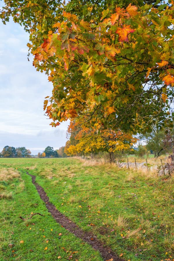 Path on a Meadow with Colorful Maple Tree Branches Stock Image - Image ...
