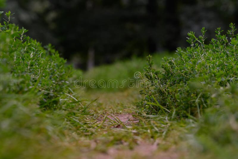 A Path in a Meadow from a Low Level, Green Grass Stock Photo - Image of ...