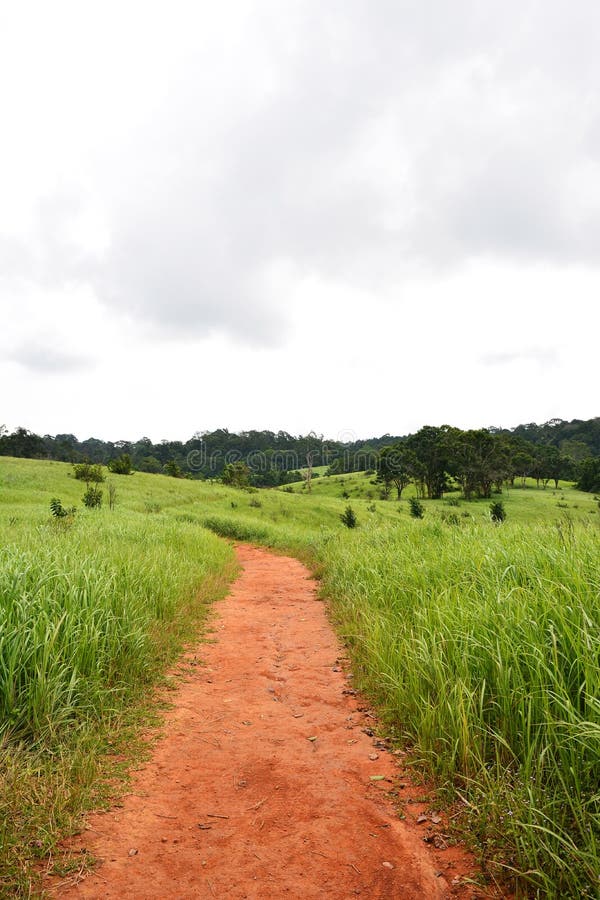 Path in the meadow stock image. Image of dirt, beautiful - 89520361
