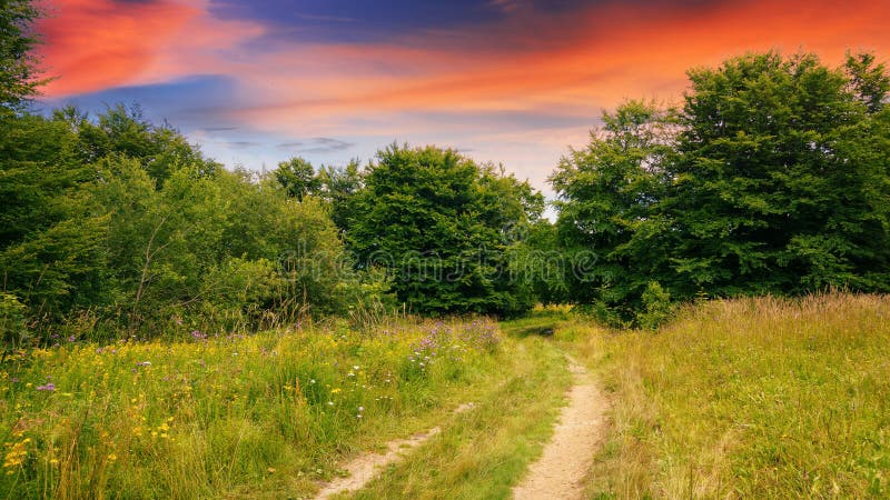 Path through Meadow in To the Forest Stock Image - Image of green ...