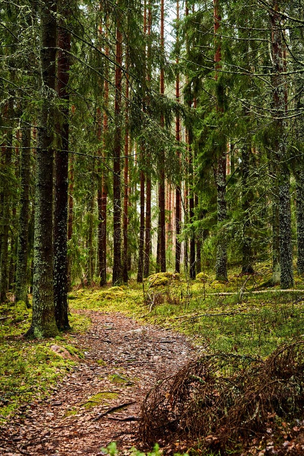 Path Meandering through Lush Trees and Grass in a Serene Forest Setting ...