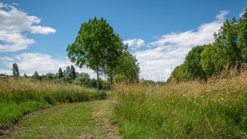 Path in the Middle of the Fields, and Alley of Trees in the Background ...