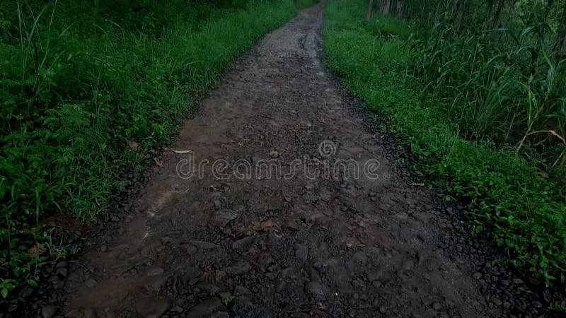A Path in the Middle of a Lush Green Forest Stock Video - Video of ...