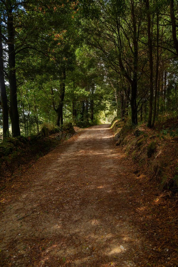 Path in the Middle of the Forest Stock Photo - Image of lush, nature ...