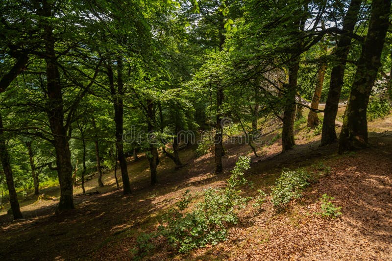 Path in the Middle of the Forest Stock Image - Image of evergreen, park ...