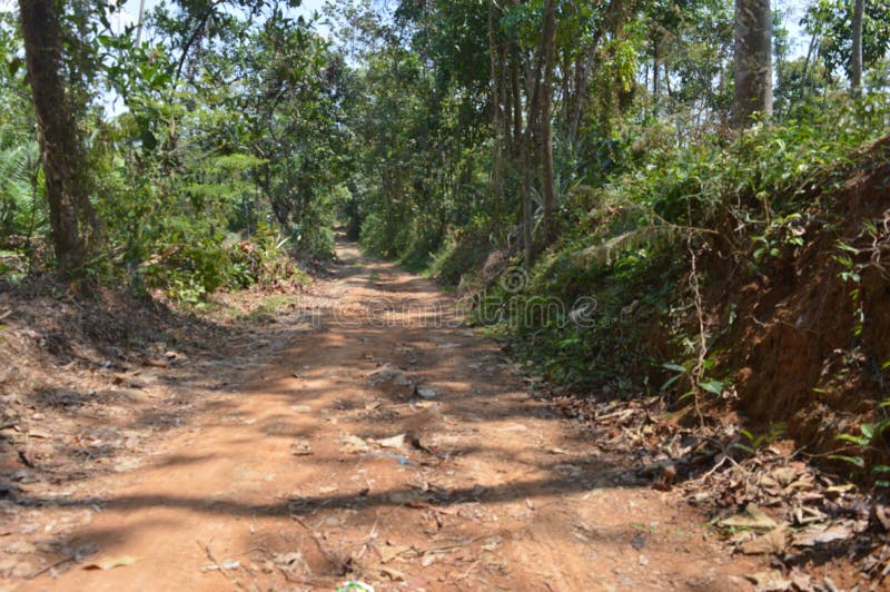 Path in the Middle of the Forest. Road is Still Soil Stock Photo ...