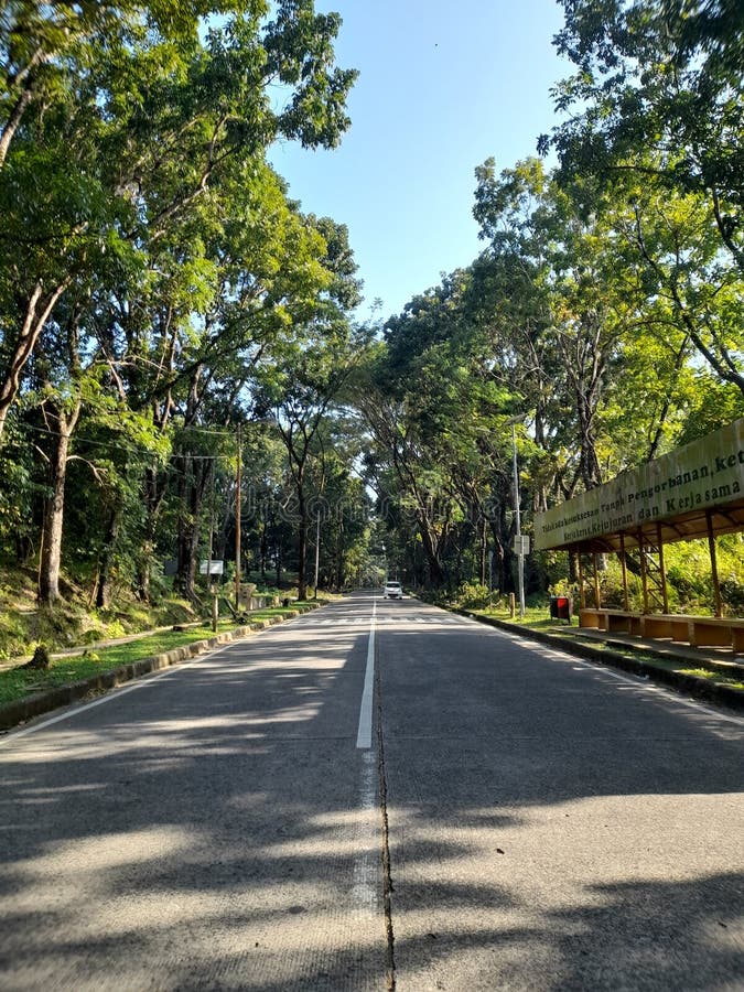 A Path in the Middle of the Forest that is Subtable for Jogging ...