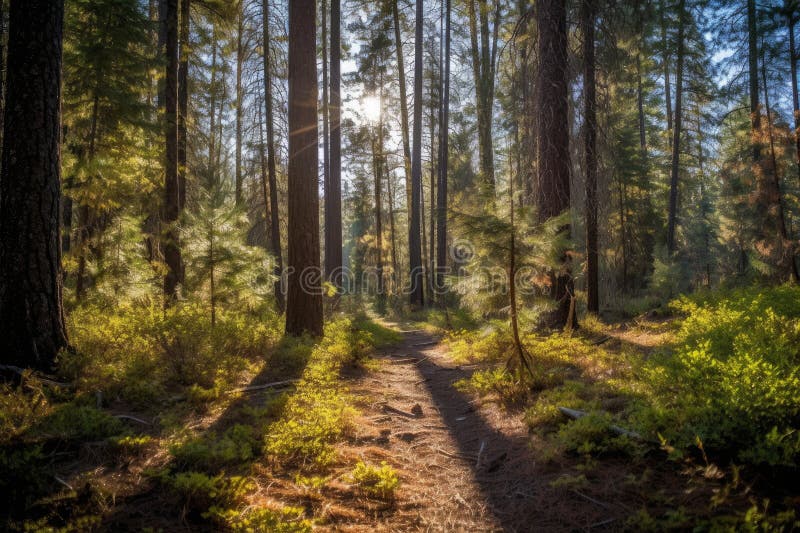 A Path in the Middle of a Forest Surrounded by Tall Trees Stock ...