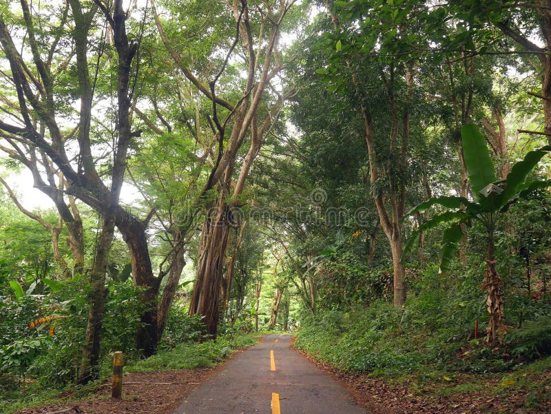 Path in the Middle of the Jungle Stock Photo - Image of outdoor ...
