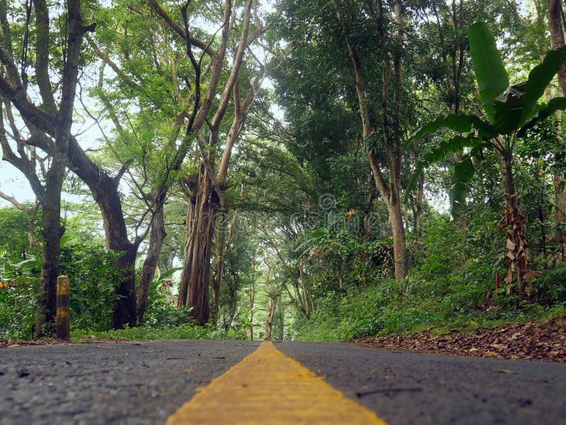 Path in the Middle of the Jungle Stock Photo - Image of beech ...