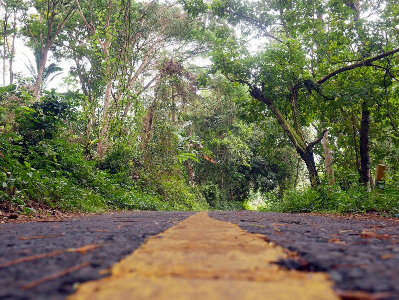 Path in the Middle of the Jungle Stock Photo - Image of summer, pathway ...