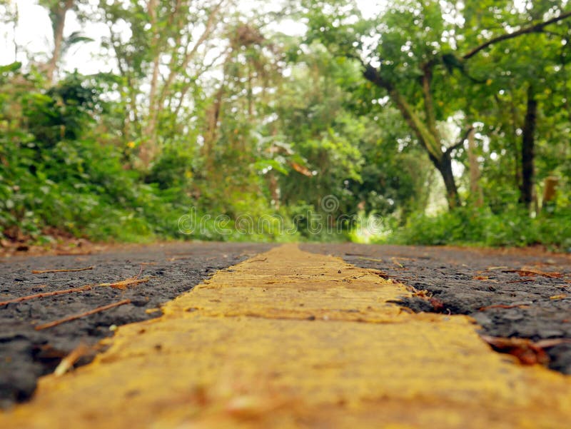 Path in the Middle of the Jungle Stock Image - Image of sunny, beech ...