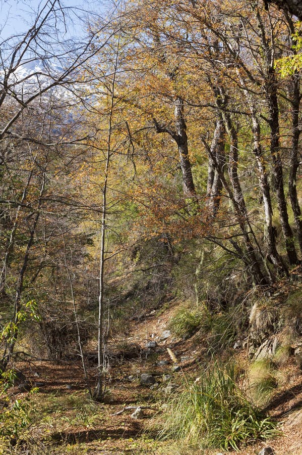 Native forest stock image. Image of mocha, island, reserve - 34117779